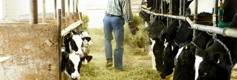 Choisir la nourriture pour bétail : les points à privilégier